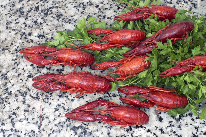 Red River Crayfish on Green Parsley Top View Stock Image - Image of ...