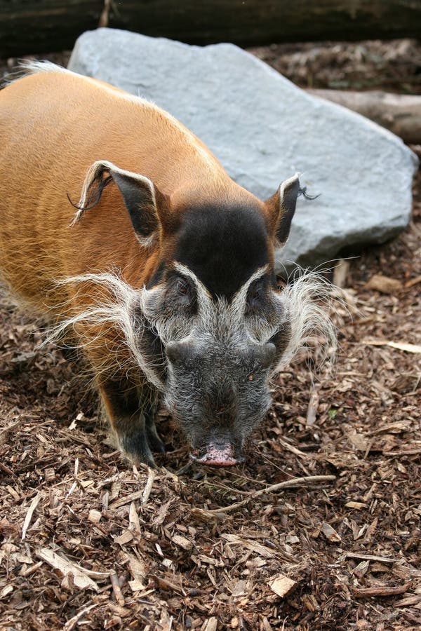 Red river hog stock photo. Image of wild, hair, outdoors - 10675782