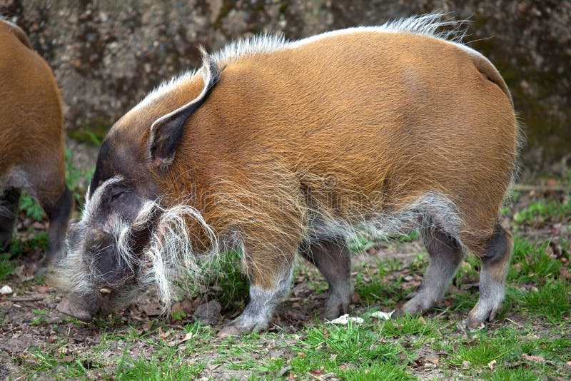 Red River Hog stock image. Image of nocturnal, potamochoerus - 14563835