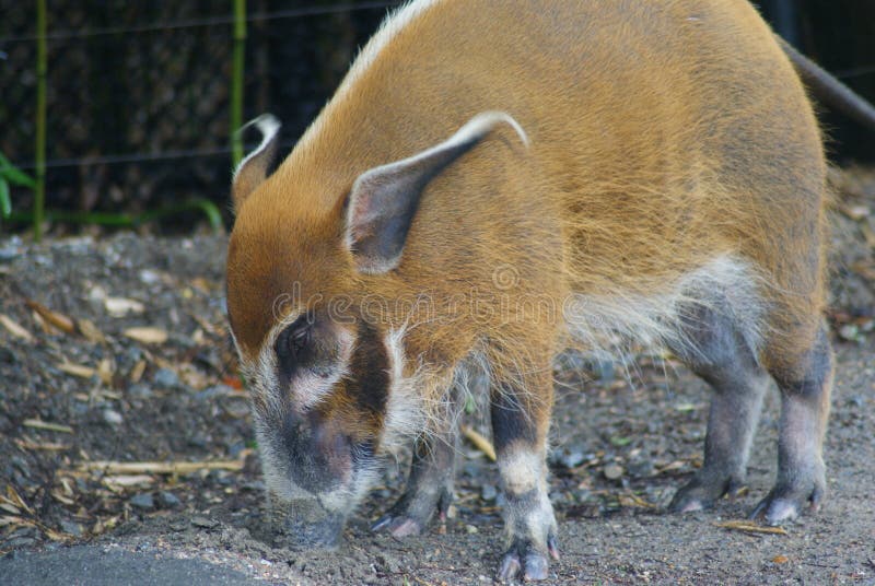 Red River Hog stock image. Image of mammal, boar, river - 173723021