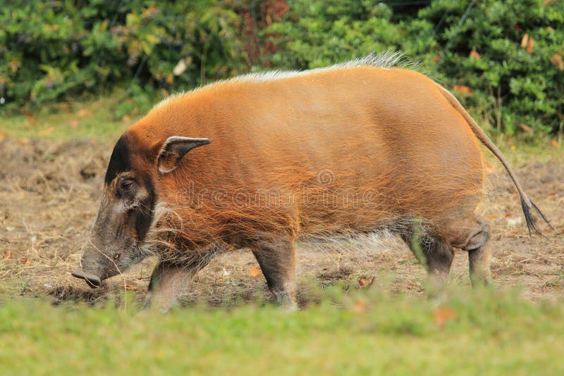 Red River Hog stock image. Image of animal, powerful - 29629777