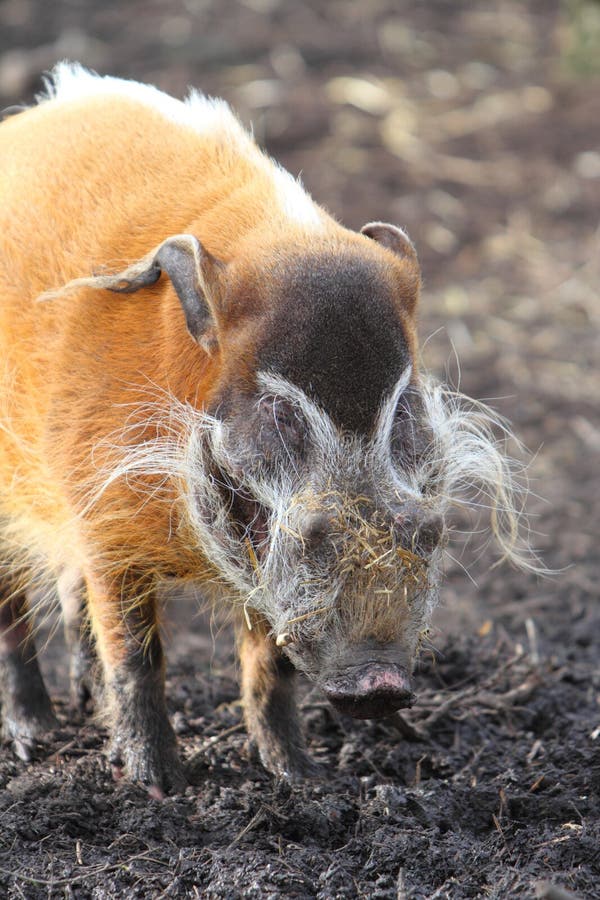 Red River Hog stock photo. Image of wildlife, male, mammal - 29442382