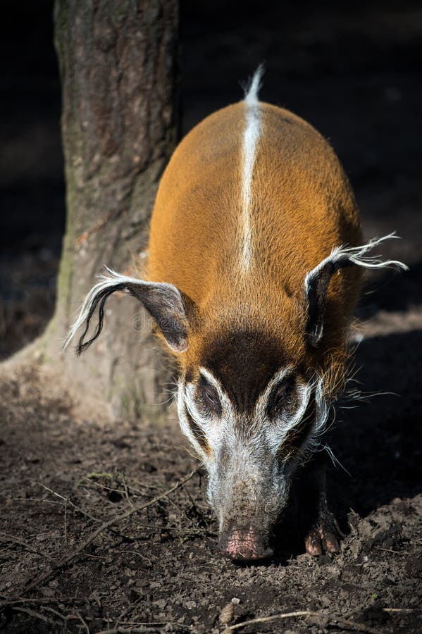 Red River Hog stock image. Image of animal, powerful - 29629777