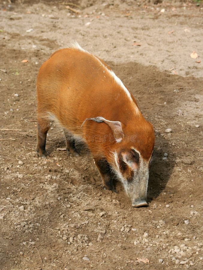 Red River Hog stock image. Image of digging, africa, forage - 3601093