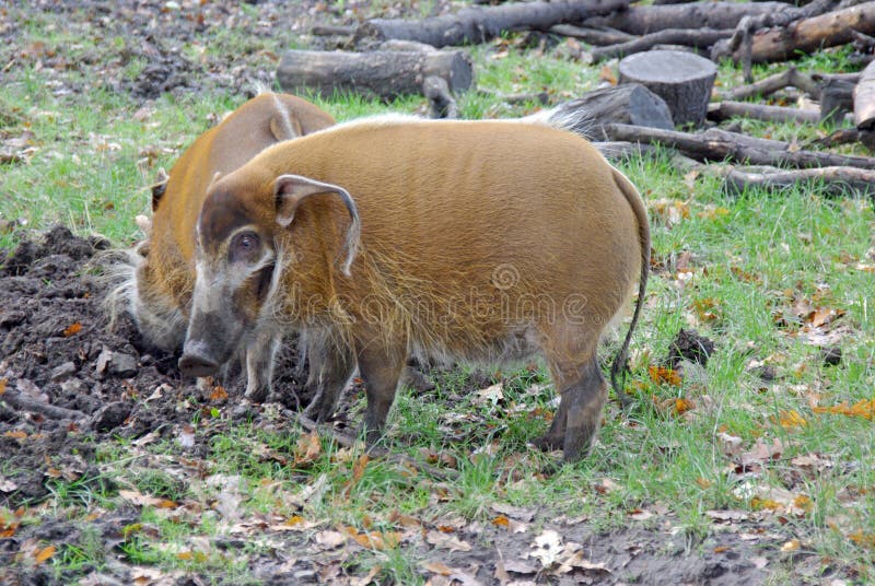 Red River Hog stock photo. Image of animal, piglet, african - 7099262