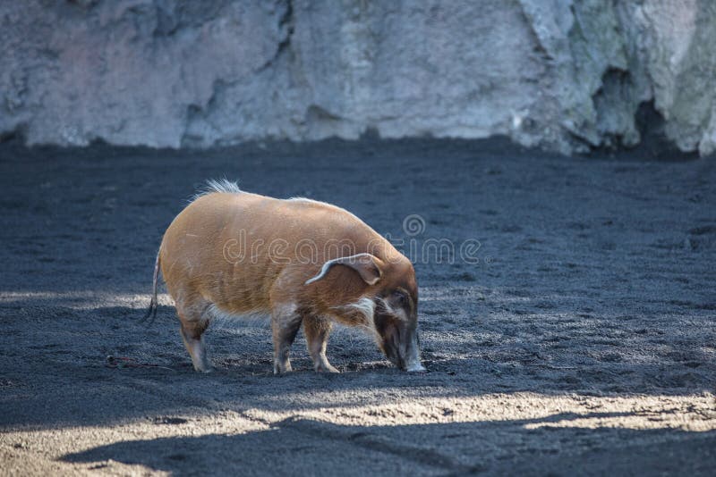 Red River Hog stock photo. Image of camelopardalis, boar - 373920058