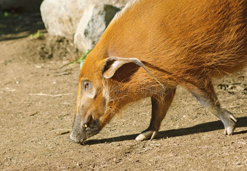 The Red River Hog or Bush Pig Stock Image - Image of potamochoerus ...