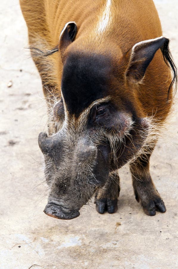 Red river hog or bush pig stock photo. Image of closeup - 44847418