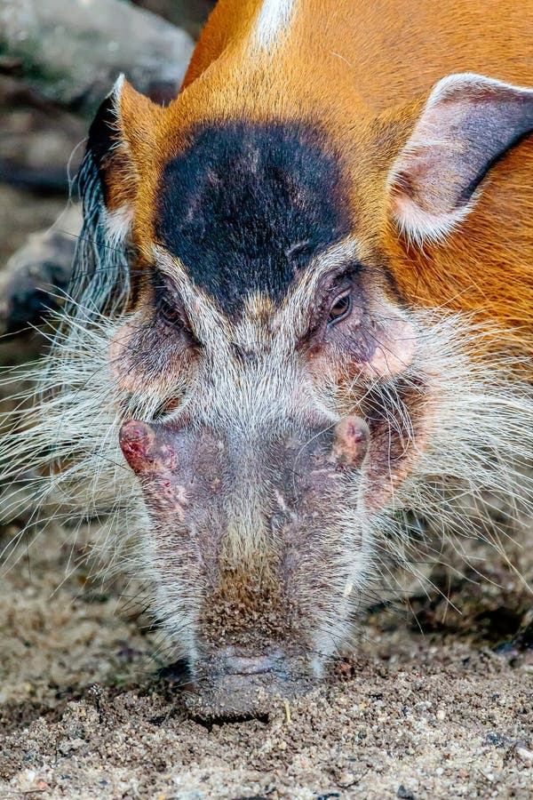 Red River Hog stock image. Image of river, nature, animal - 54811127