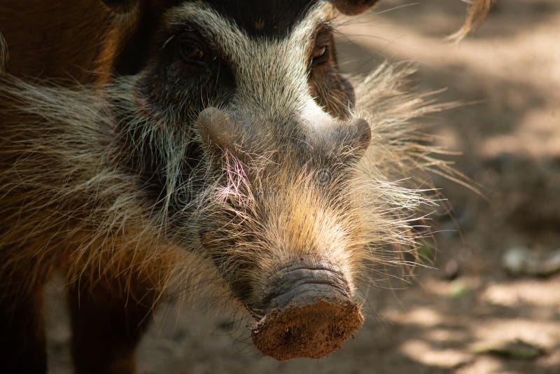 Red river hog stock image. Image of nature, cetartiodactyla - 161384445