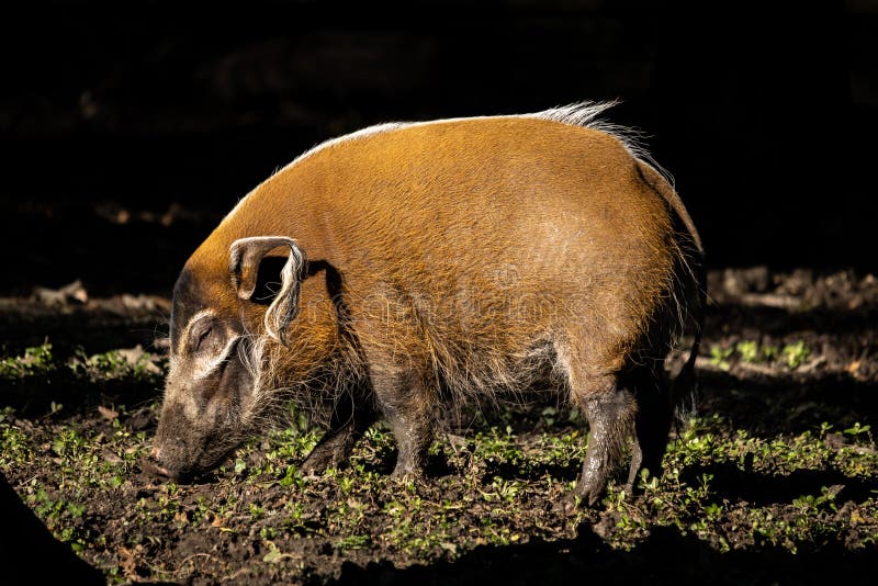 Red River Hog Eating Grass in the Field Stock Photo - Image of nature ...