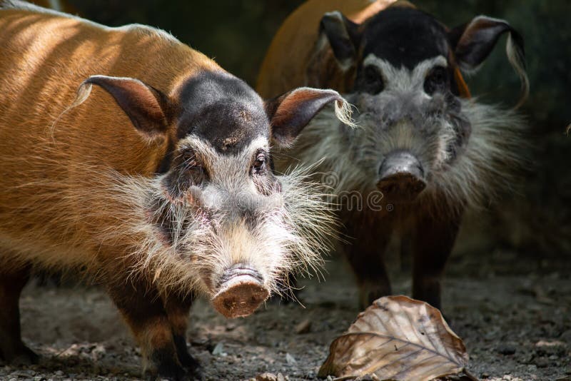 Red river hog stock image. Image of orange, hair, pigsty - 194582557