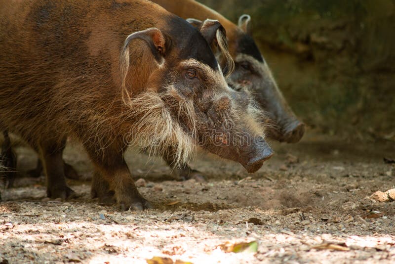 Red river hog stock image. Image of piglet, pigsty, african - 194582575