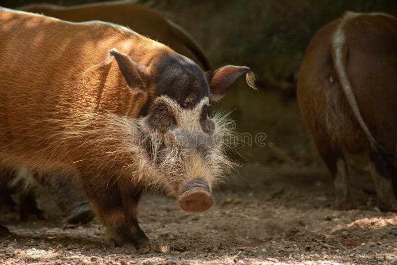 Red river hog stock image. Image of river, africa, ring - 194582577