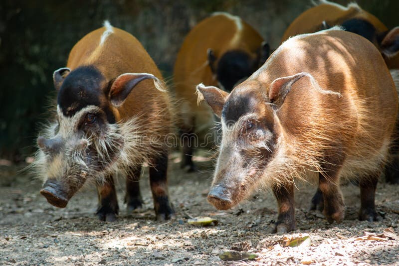 Red river hog stock image. Image of group, coat, pork - 194583115