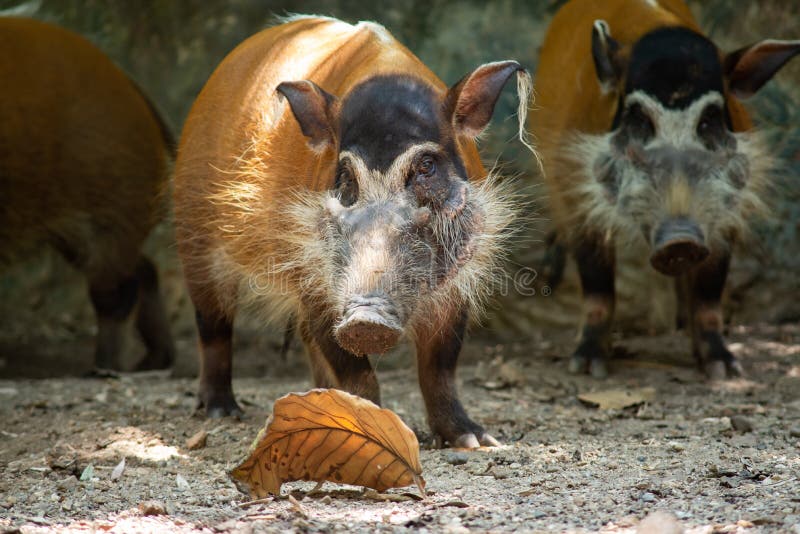 Red river hog stock image. Image of golden, nose, danger - 194583121
