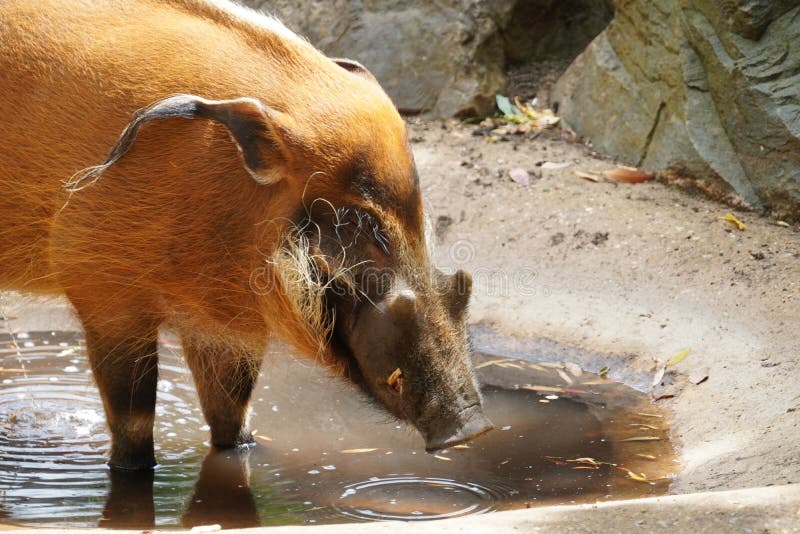Red River Hog Looking Out at the World Stock Photo - Image of cute ...