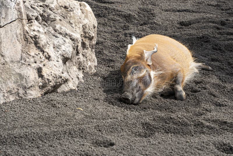 Red river hog pig relaxing stock image. Image of animal - 247207453