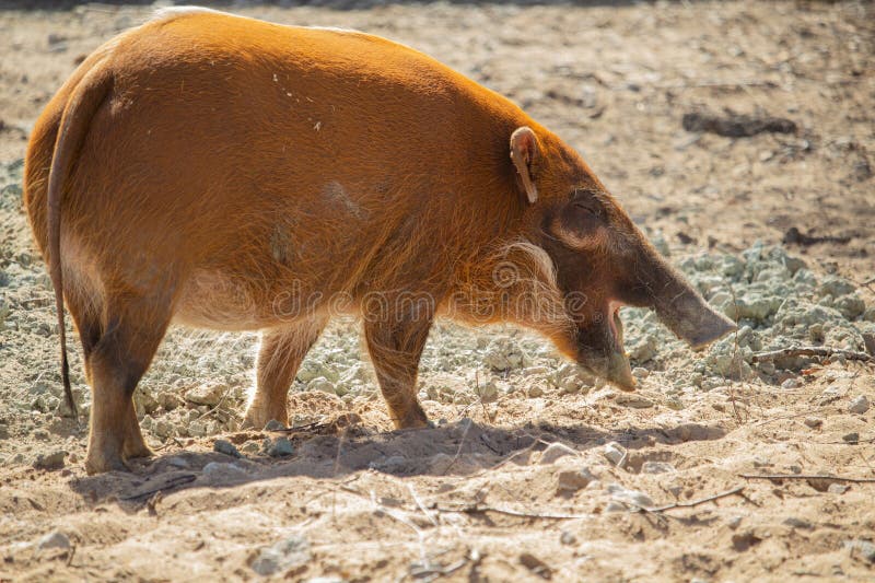 Red River Hog (Potamochoerus Porcus) or Bush Pig Stock Image - Image of ...