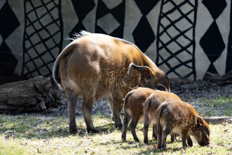 Red River Hog, Potamochoerus Porcus, Female with Chicks Stock Photo ...