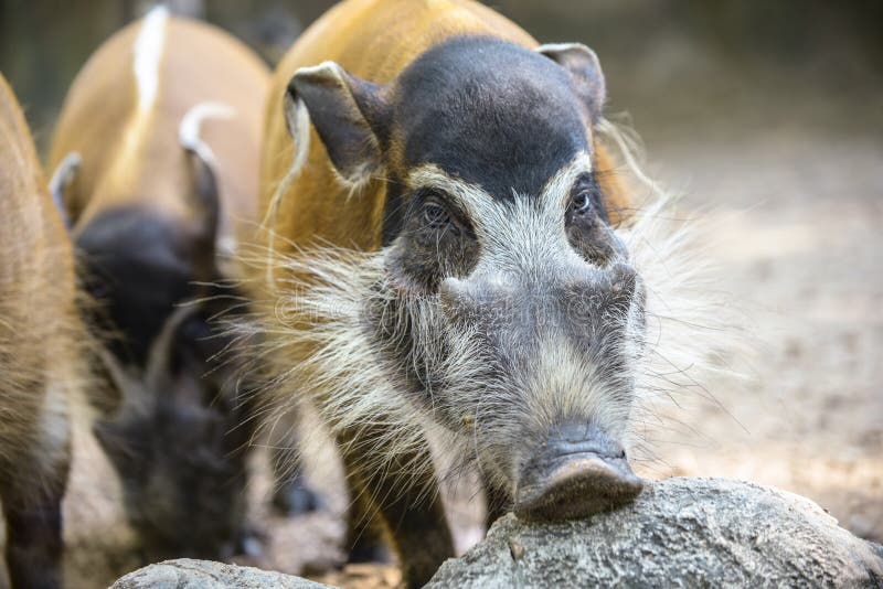 Red River Hog stock image. Image of hair, porcus, africa - 113885209