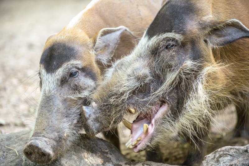 Red River Hog stock image. Image of face, africa, african - 113885247