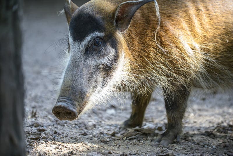 Red River Hog stock image. Image of porcus, swine, coat - 113885391