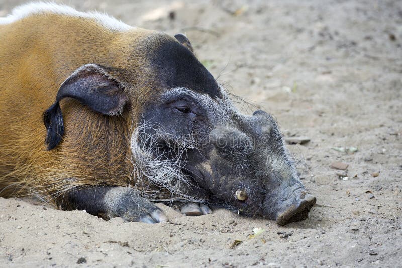 Red River Hog Resting in the Glade Stock Photo - Image of wildlife ...