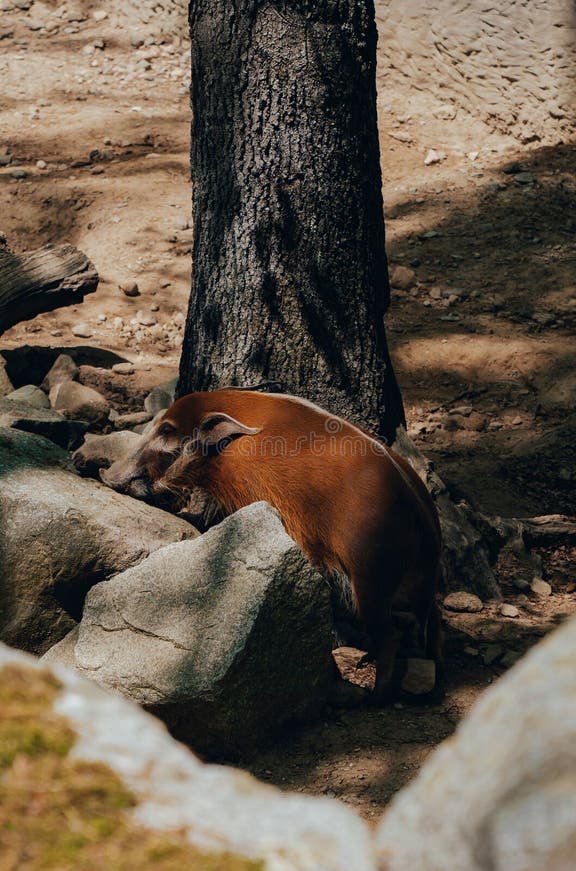 Red River Hog Standing Near a Tree Stock Photo - Image of pose, furred ...