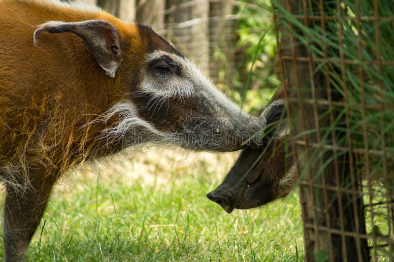 Red river hog stock photo. Image of river, life, nocturnal - 246395202