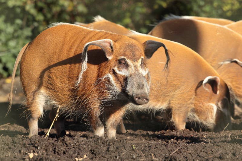 Red river hog. stock image. Image of redriver, boar, boars - 35781729