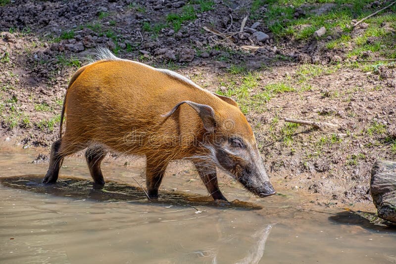 Red River Hog stock photo. Image of potamochoerus, mammalia - 190597888