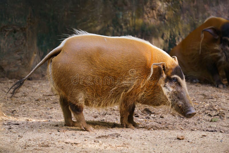 Red river hog stock photo. Image of africa, boar, brown - 232886498