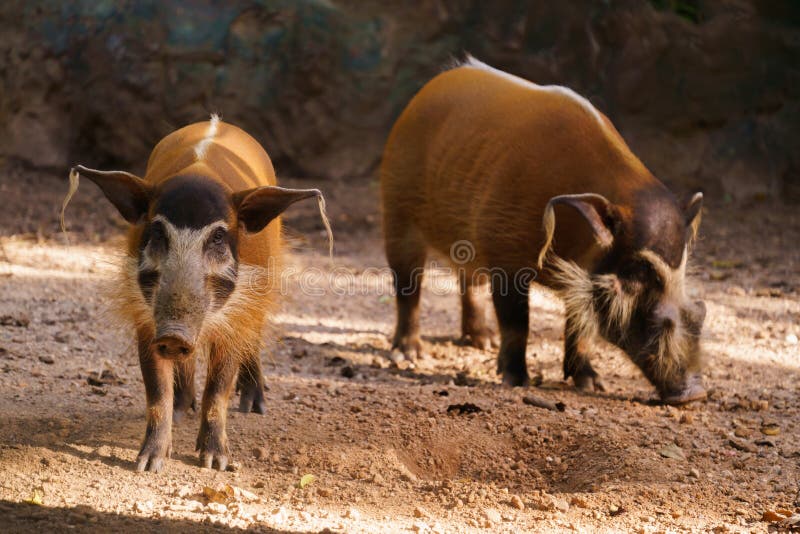 Red river hog stock image. Image of hairy, safari, hair - 232886589