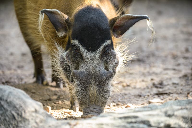 Red River Hog stock image. Image of group, bush, africa - 113725911
