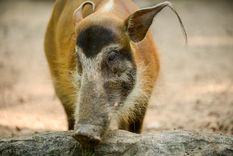 Red River Hog stock image. Image of face, wild, bush - 113885649