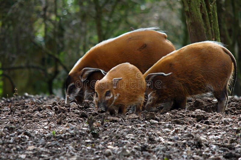 Red River Hogs in Forest Pig Stock Image - Image of potamochoerus ...
