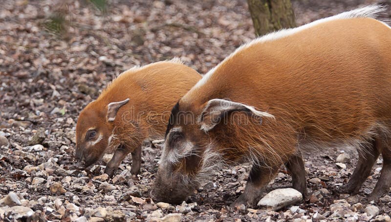 Red river hogs stock image. Image of swine, animal, trees - 42497237