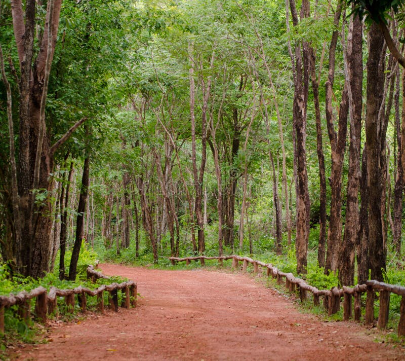 Red road in green forest stock photo. Image of morning - 46707210