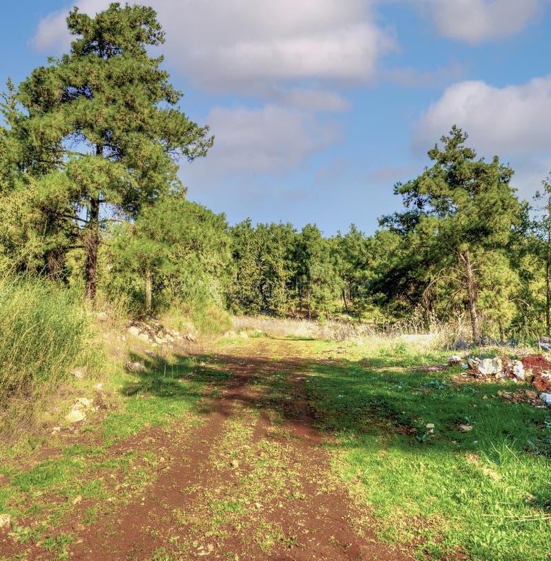 Red road in a pine forest stock photo. Image of houston - 310700520