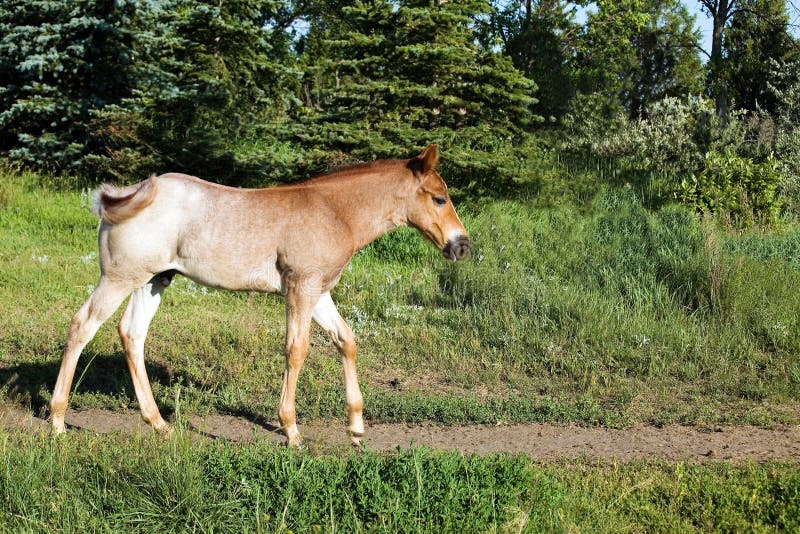 Foal Picture. Image: 205933