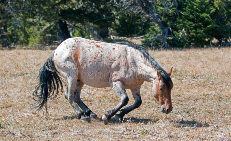 Red Roan Wild Stallion about To Roll in the Dirt in the Pryor Mountain ... Red Roan Wild Stallion about To Roll in the Dirt in the Pryor Mountain ...