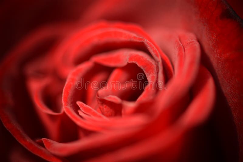 Beautiful Red Roase Flower Background Stock Image - Image of wallpaper ...