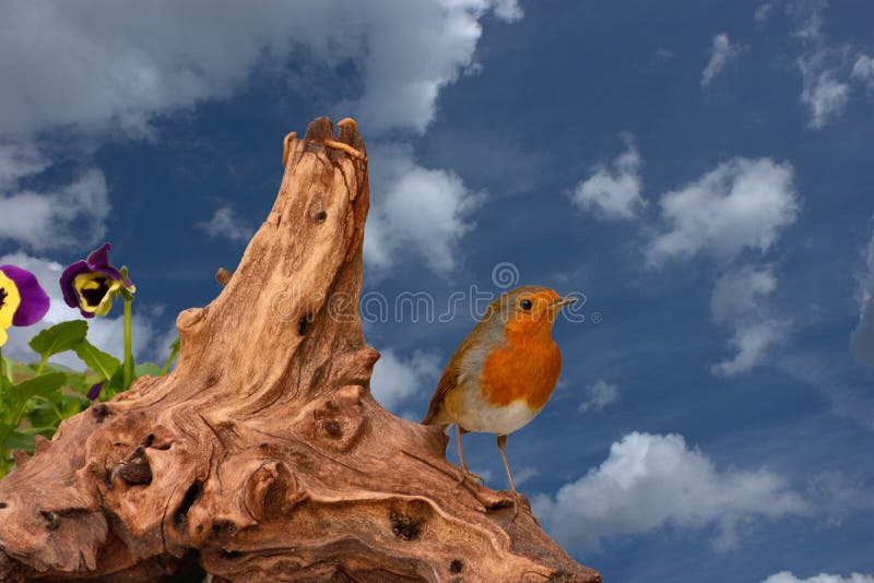 Red robin against blue sky stock image. Image of blue - 67340339