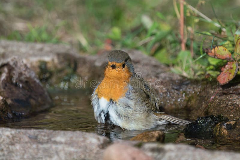 Red robin bathing stock image. Image of garden, robin - 256817929