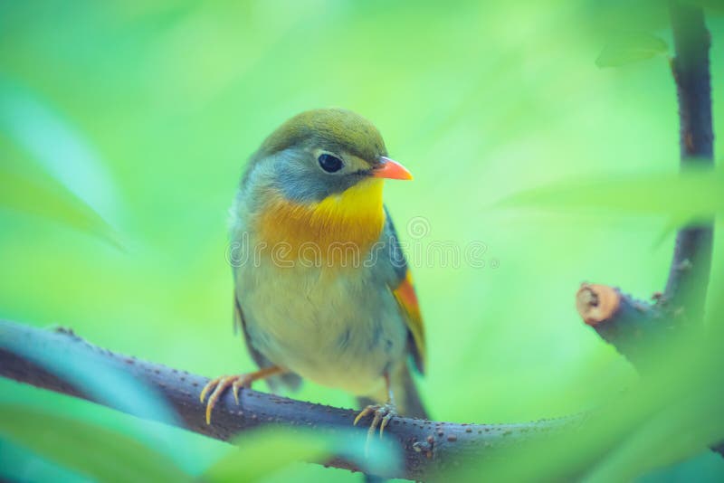 Red Robin in Beautiful Light on a Branch Stock Photo - Image of ...