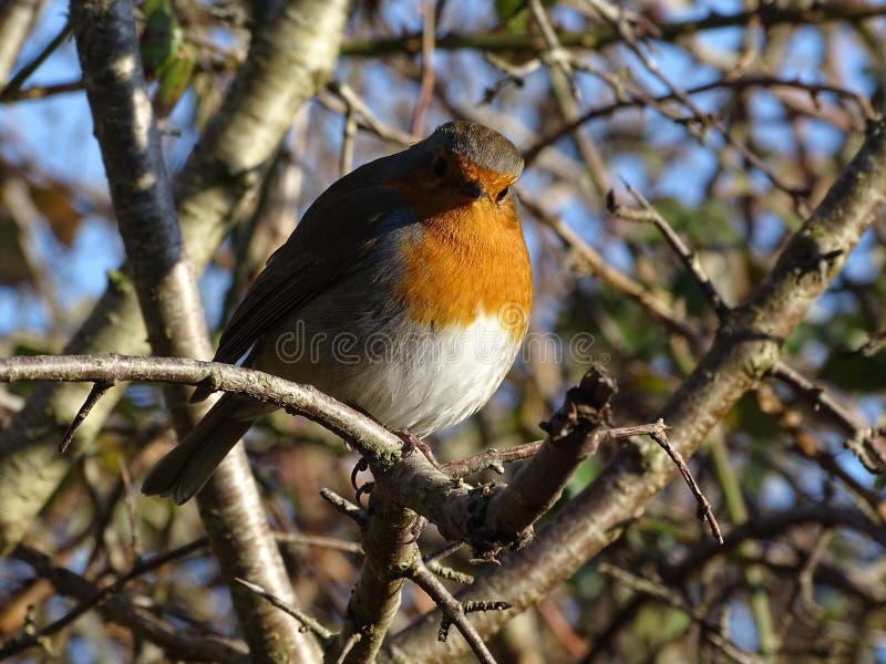 Red Robin Bird Amongst Hedgerow Branches Stock Image - Image of orange ...