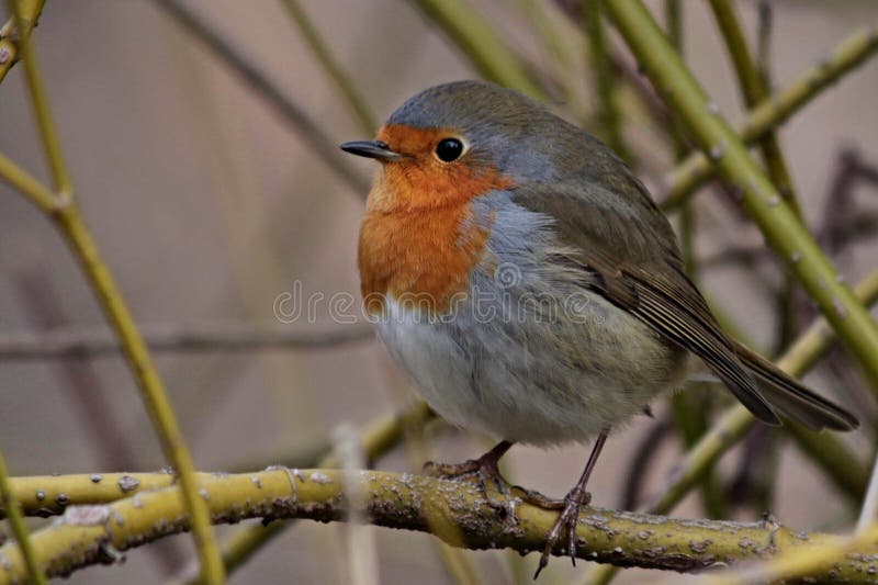 Red robin bird on a branch stock photo. Image of grey - 111111052