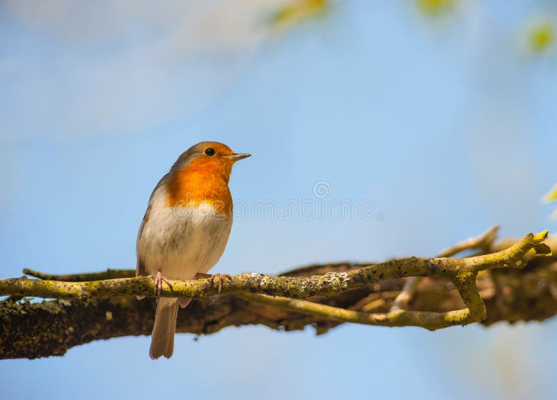 Red Robin Bird Perched in the Shade Stock Image - Image of cute, branch ...