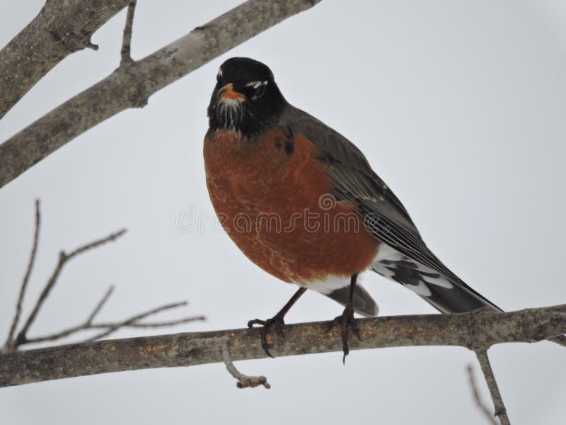 Red Robin Bird Standing on a Winters Branch Looking Off! Stock Image ...